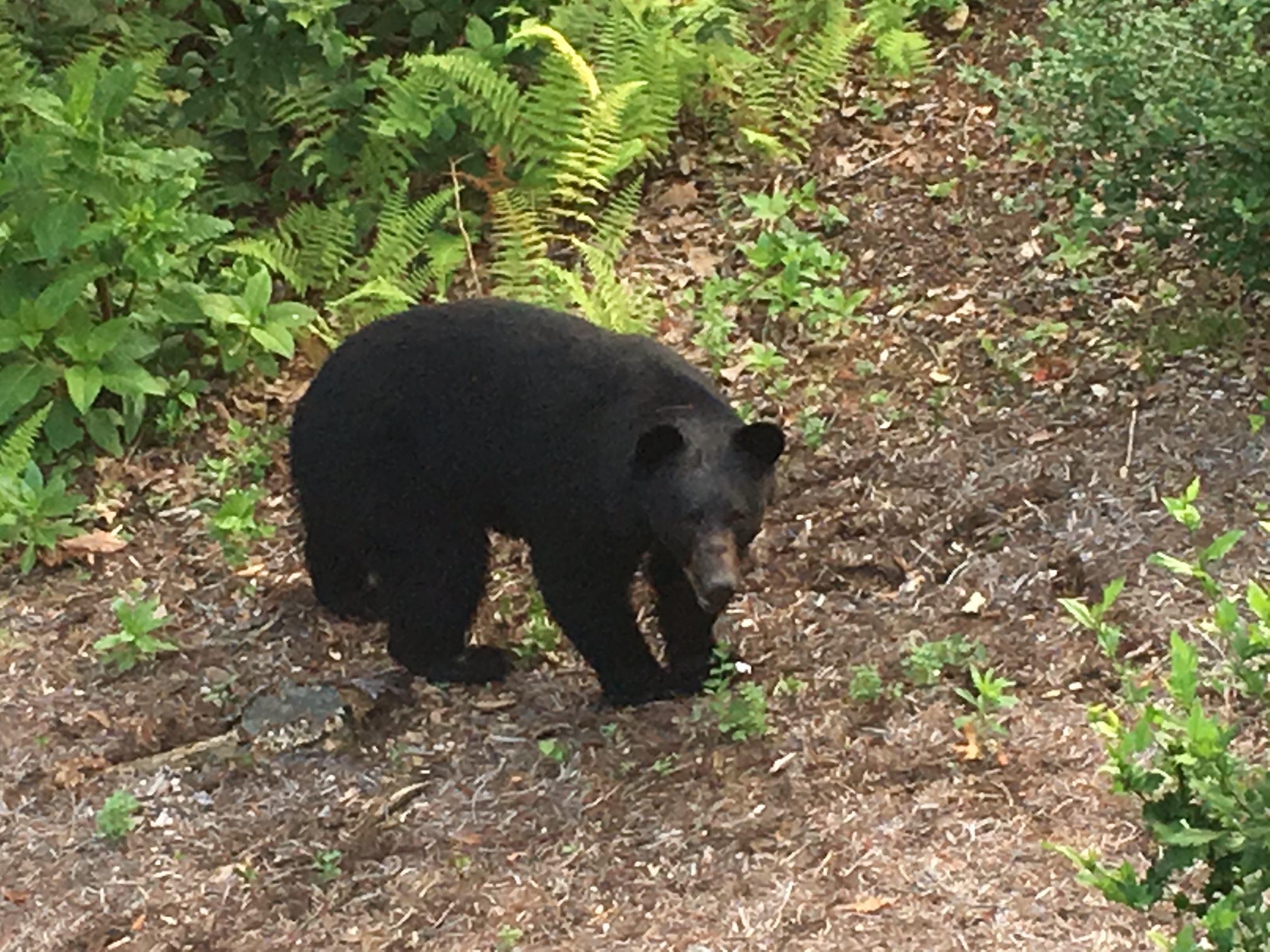 » Critter Report