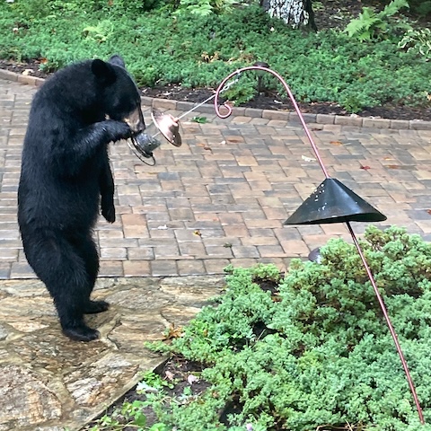 » Polite-bear-at-Irwins